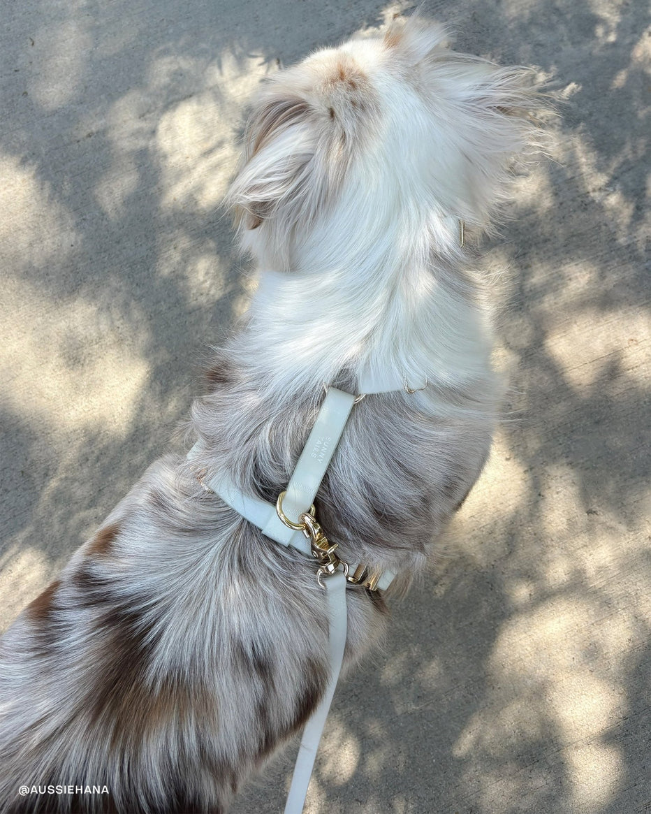 Lunar Glow Cloud Lite Dog Harness | Glow in Dark Waterproof Dog Harness ...