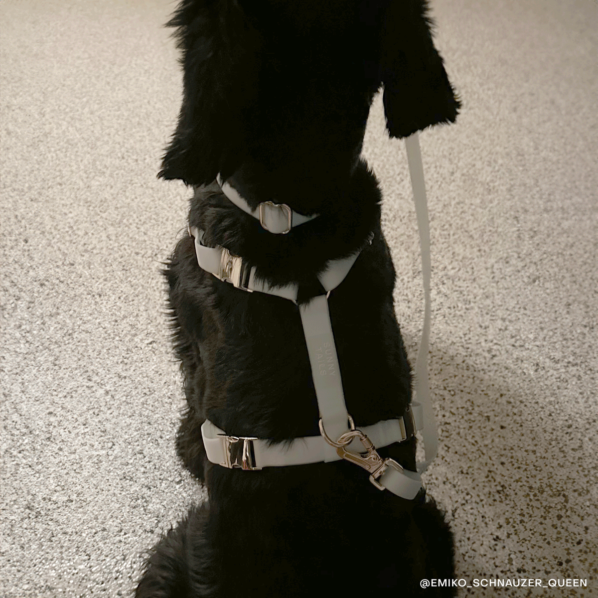 Lunar Glow Cloud Lite Dog Harness | Glow in Dark Waterproof Dog Harness ...