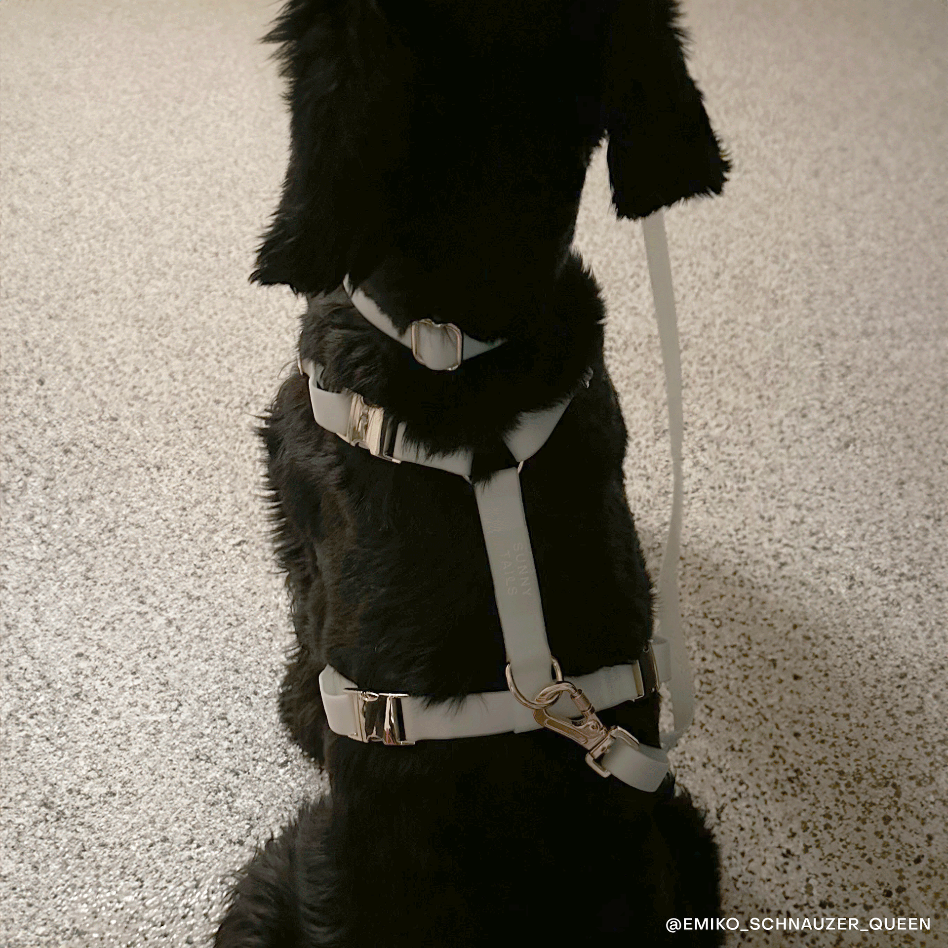 Lunar Glow Cloud Lite Dog Harness | Glow in Dark Waterproof Dog Harness ...